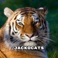 JackoCats – Family History Stories